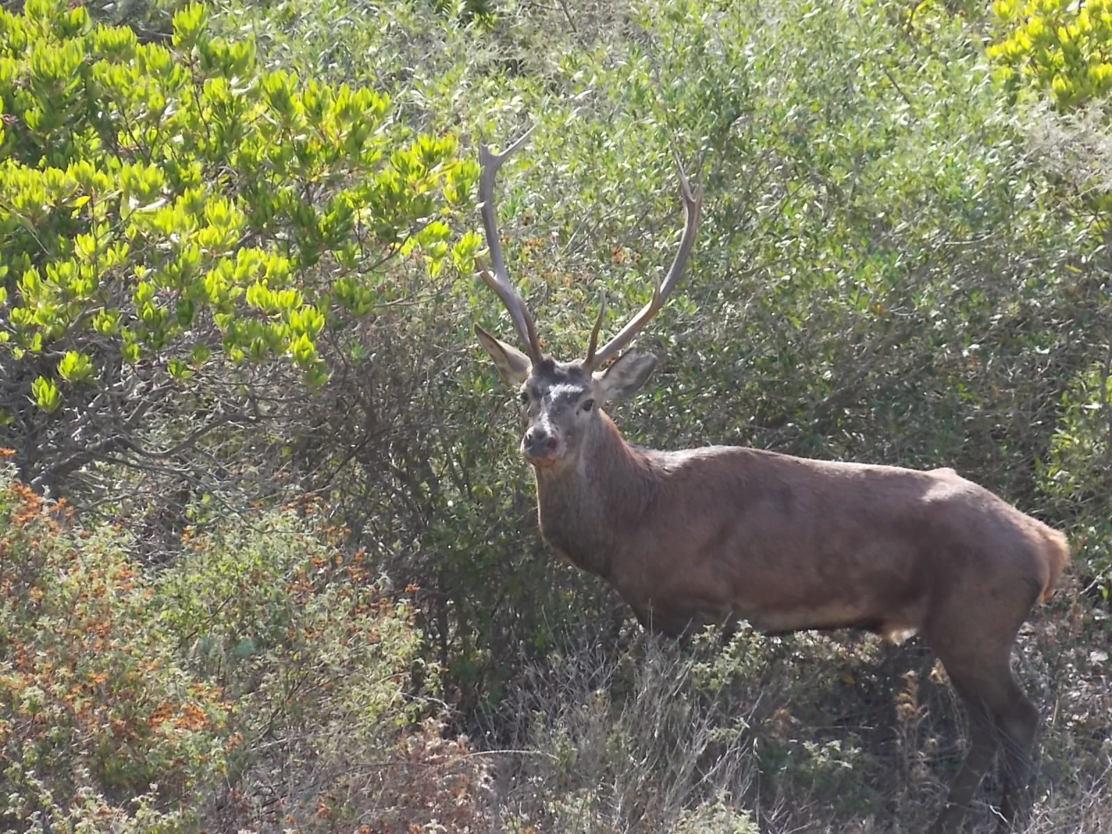 Ascolto del bramito dei cervi in amore